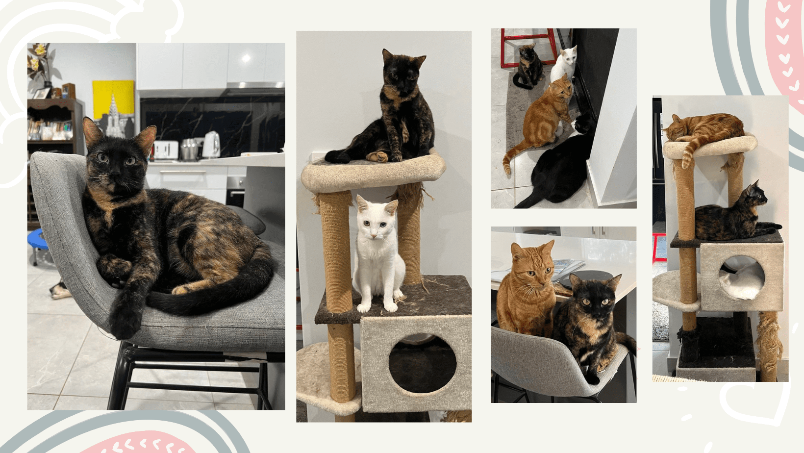 Where is Amy Meow - A Safe Place For Meow Inc.